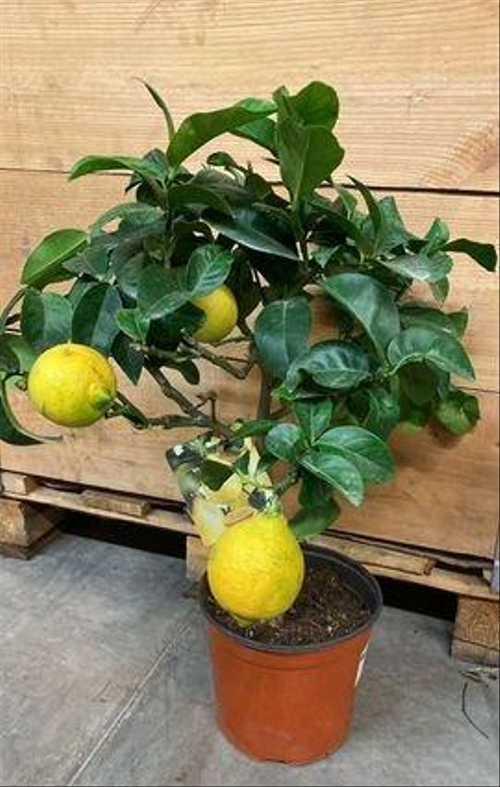 Лимонное дерево с плодами /комнатные растения