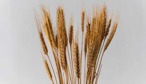 Пшеница сухоцветы