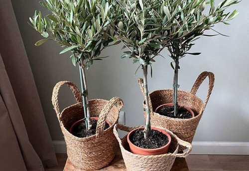 Олива, оливковое дерево, подарок, в наличии