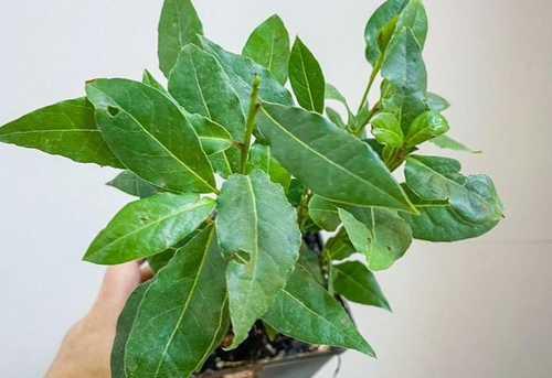 Лавровый лист растение