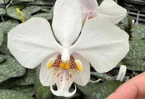 Орхидея Louisiana Pixie, Champagne