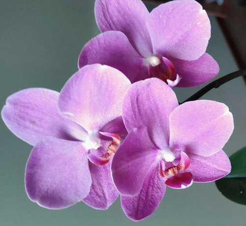 Орхидея фаленопсис Big Bang (розовая вариация)