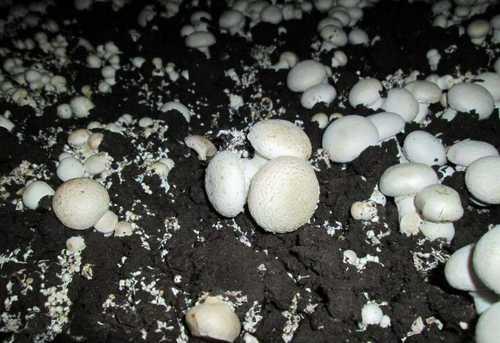 Грибницы гриба зерновой шампиньоны