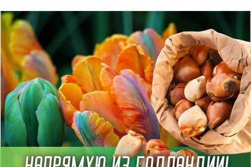 Луковицы тюльпанов оптом