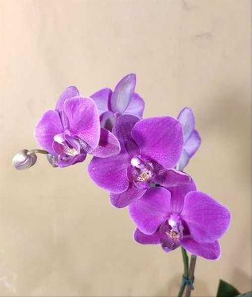 Домашняя цветущая орхидея Vivaldi