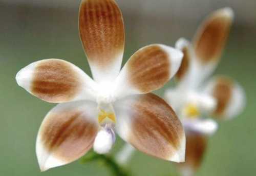 Орхидея tetraspis " Sunny Panda" от Joseph Wu