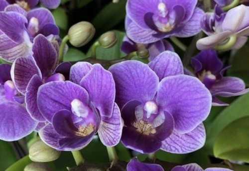 Фаленопсис Violet queen отцвет