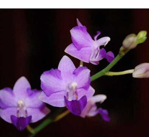 Фалинопсис орхидея Phal. Tying Shin Blue Jay