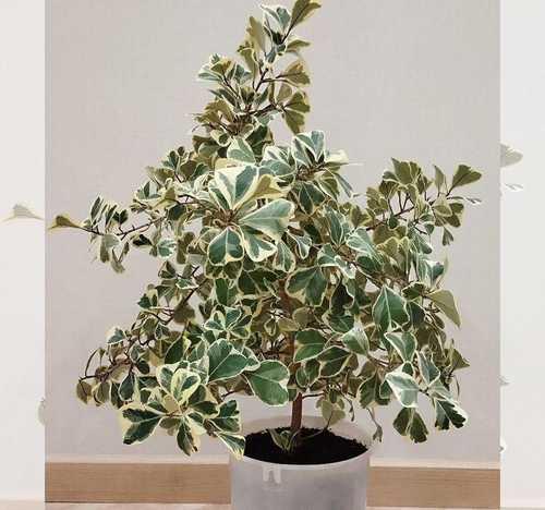 Фикус Триангулярис Triangularis 50см + отростки