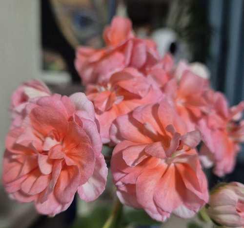 Пеларгония герань