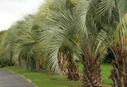 Семена пальмы Бутия (Мармеладная пальма)