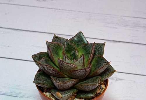 Echeveria Purpusorum (Эхеверия) (SCT29378)