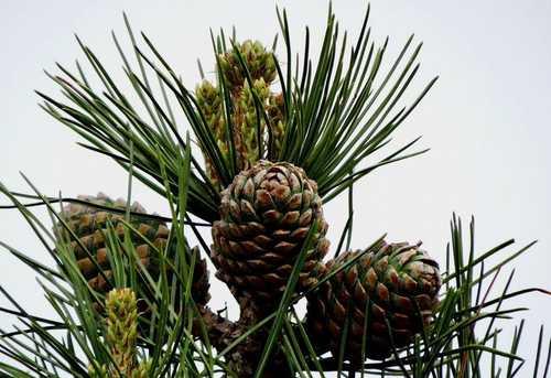 Кедр корейский (лат. Pinus koraiensis) 2022 год пр