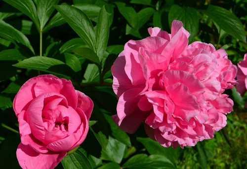Корни коллекционного пиона Carnation Bouquet