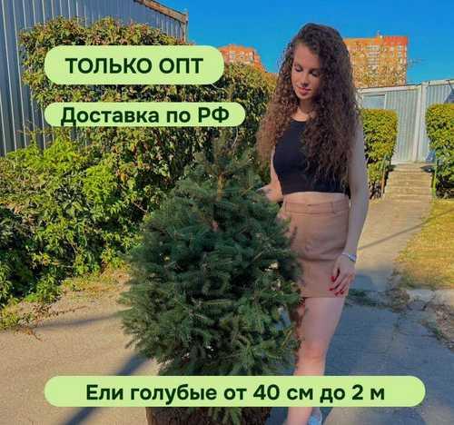 Ель голубая оптом