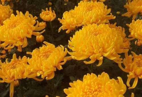 Одноголовые хризантемы (бигуди)