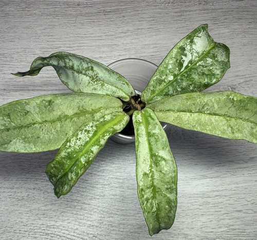 Hoya mitrata silver/Хойя Митрата сильвер