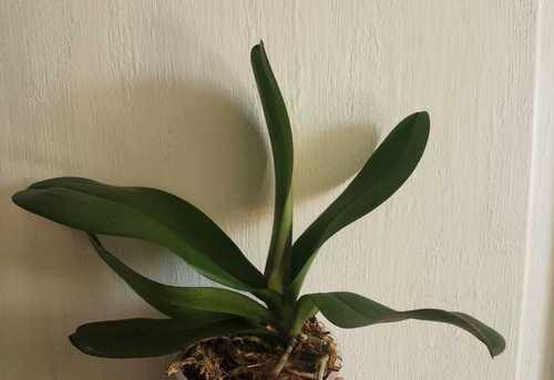 Орхидея фаленопсис Сакраменто