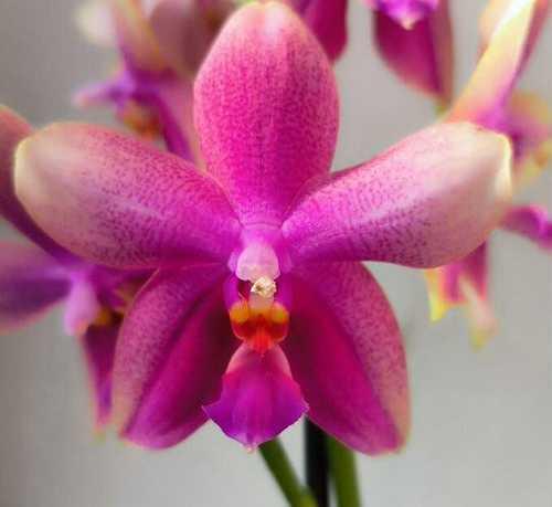 Орхидея фаленопсис ароматная Liodoro Лиодоро
