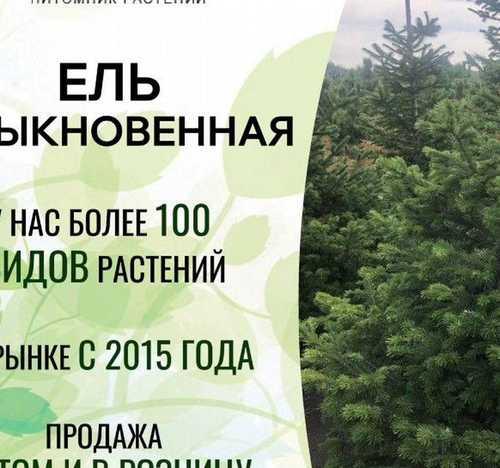 Ель обыкновенная