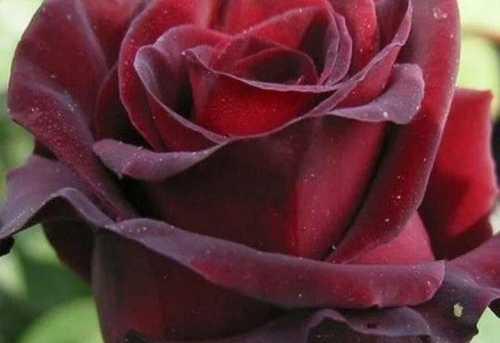 Роза саженцы новые сорта морозостойких роз