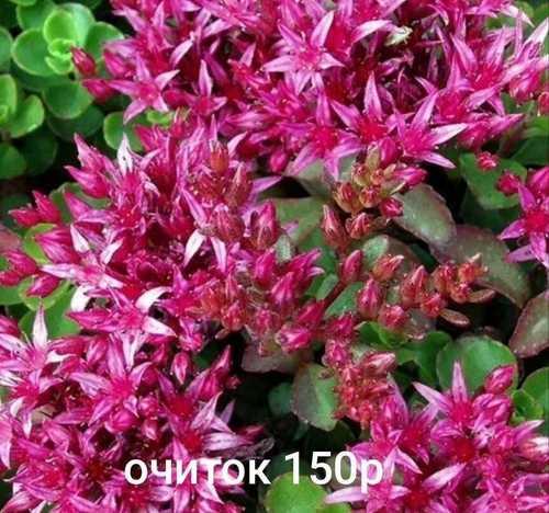 Многолетники почвопокровные