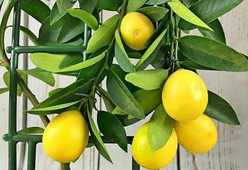 Лимоны, лаймы домашние привитые