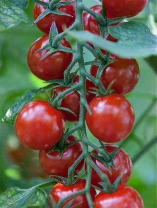 Рассада помидоров черри (томатов chery)