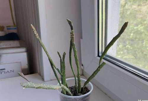 Суккулент Euphorbia Platyclada