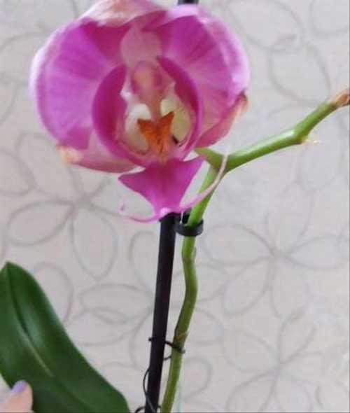 Орхидея фаленопсис отцветает