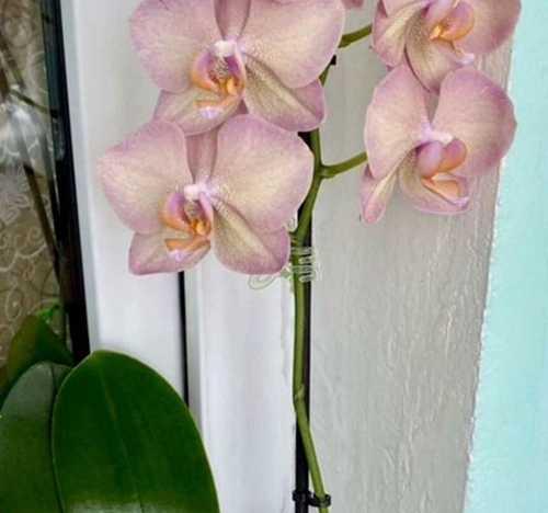 Детка орхидеи Легато
