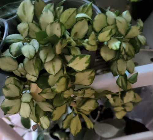 Хойя Heuschkeliana variegata
