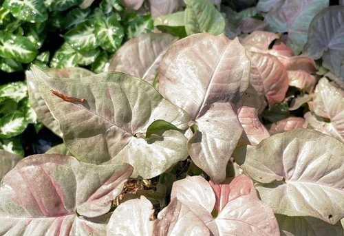 Syngonium pink spot