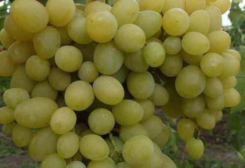 Саженцы винограда Ландыш