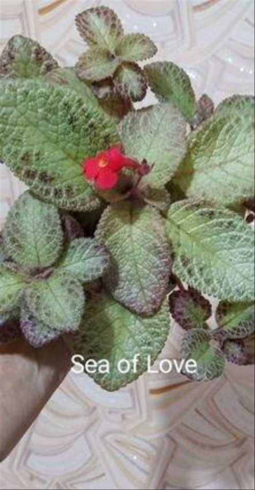 Комнатное растение Эписция Sea of Love
