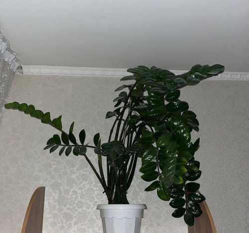 Замиокулькас