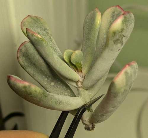 Cotyledon Orbiculata cv Oblonga variegata