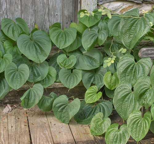 Диоскорея бульбоносная. Dioscorea bulbifera