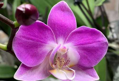 Орхидея Purple Dust