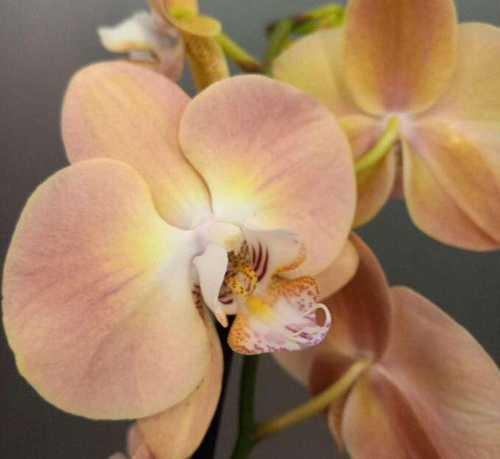 Орхидея фаленопсис а-ля Леди Мармелад