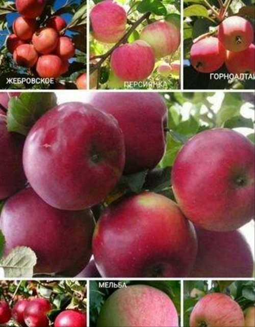 Самые вкусные яблони