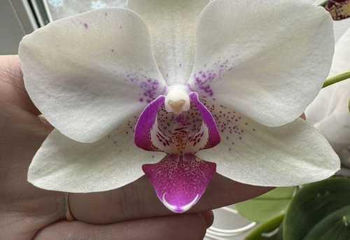 Орхидея фаленопсис Октопус 2 цветоноса