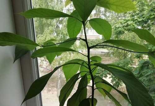 Авокадо растение высотой 76см от горшка