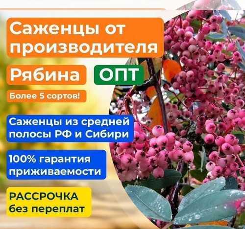 Саженцы рябины. Опт