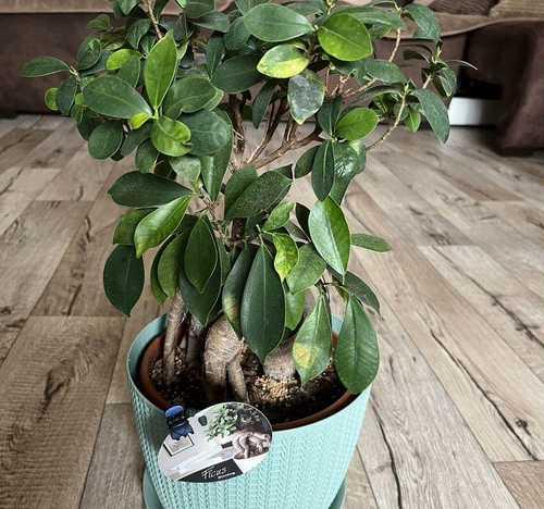 Ficus Ginseng "Вечная жизнь"