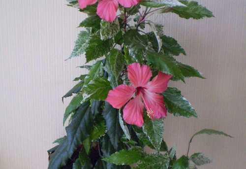 Гибискус вариегантный комнатный