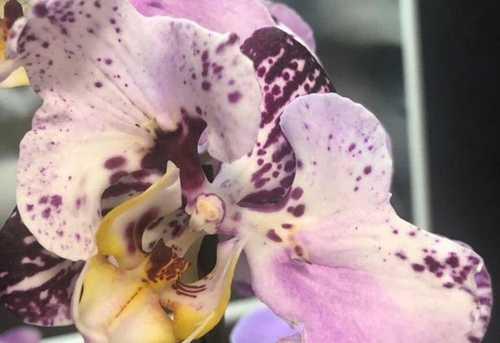 Орхидея фаленопсис Арт Нуво Бабочка цвет форма