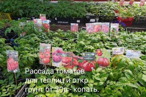 Рассада томатов перца. Цветы