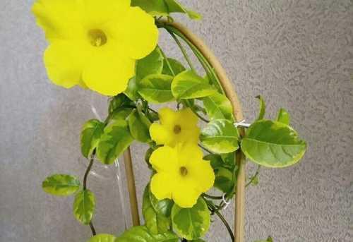 Домашний цветок - Мандевилла Lutea Tropical Dream