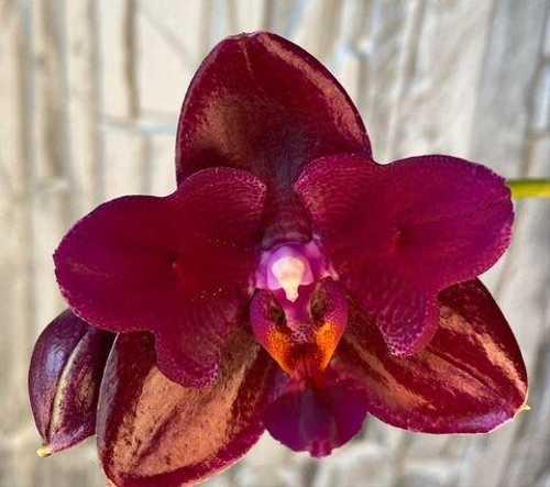 Орхидея Phal. Mituo King varsity